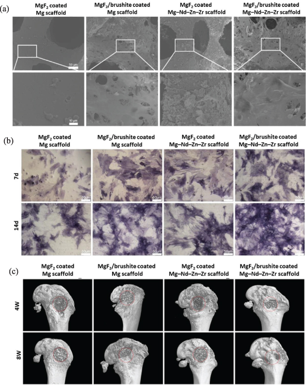 Overview of porous magnesium-based scaffolds: development, properties ...