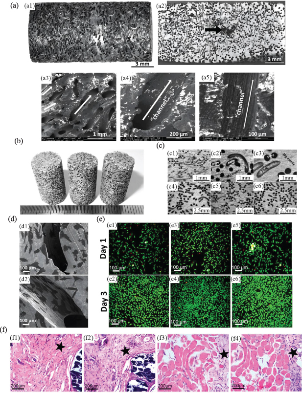 Overview of porous magnesium-based scaffolds: development, properties ...