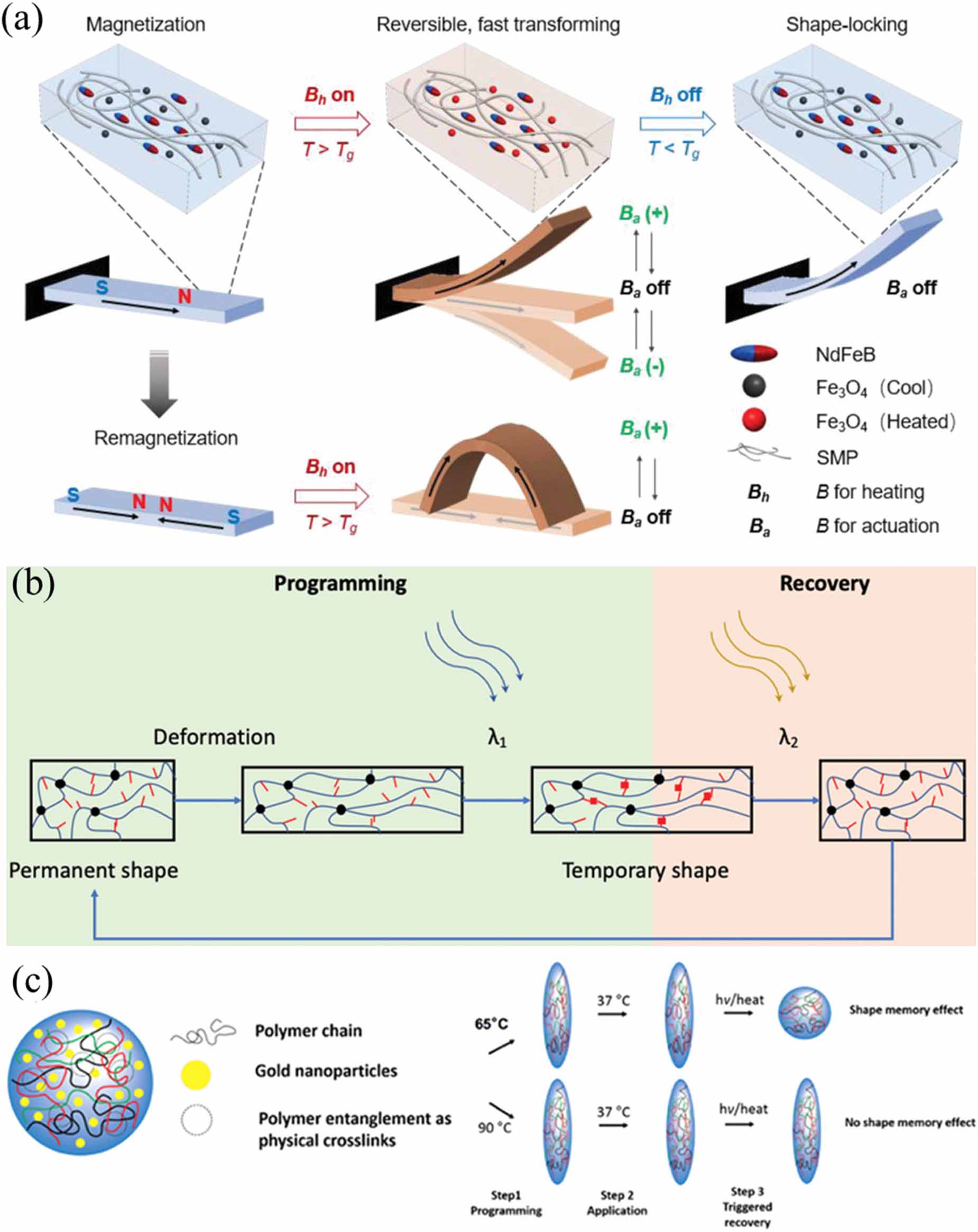 Dynamically customizable 4D printed shape memory polymer biomedical ...