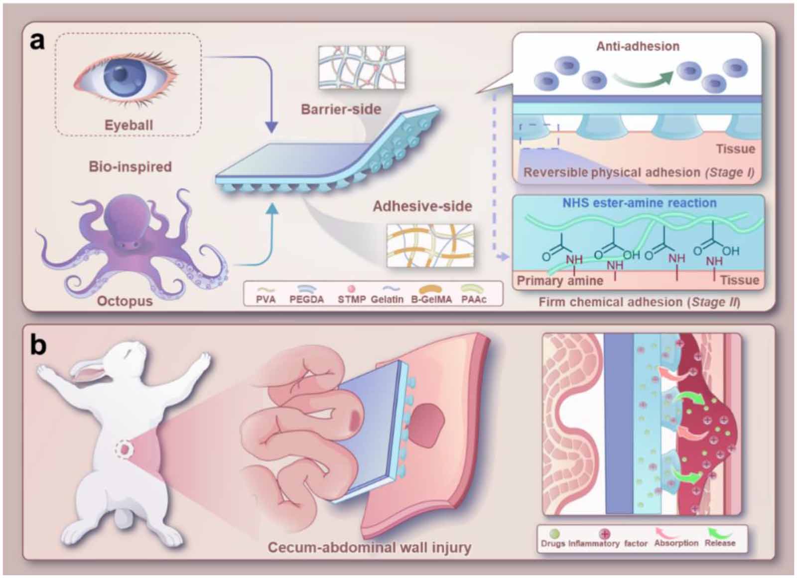 Bioinspired hydrogel patch with controllable adhesion for soft tissue ...