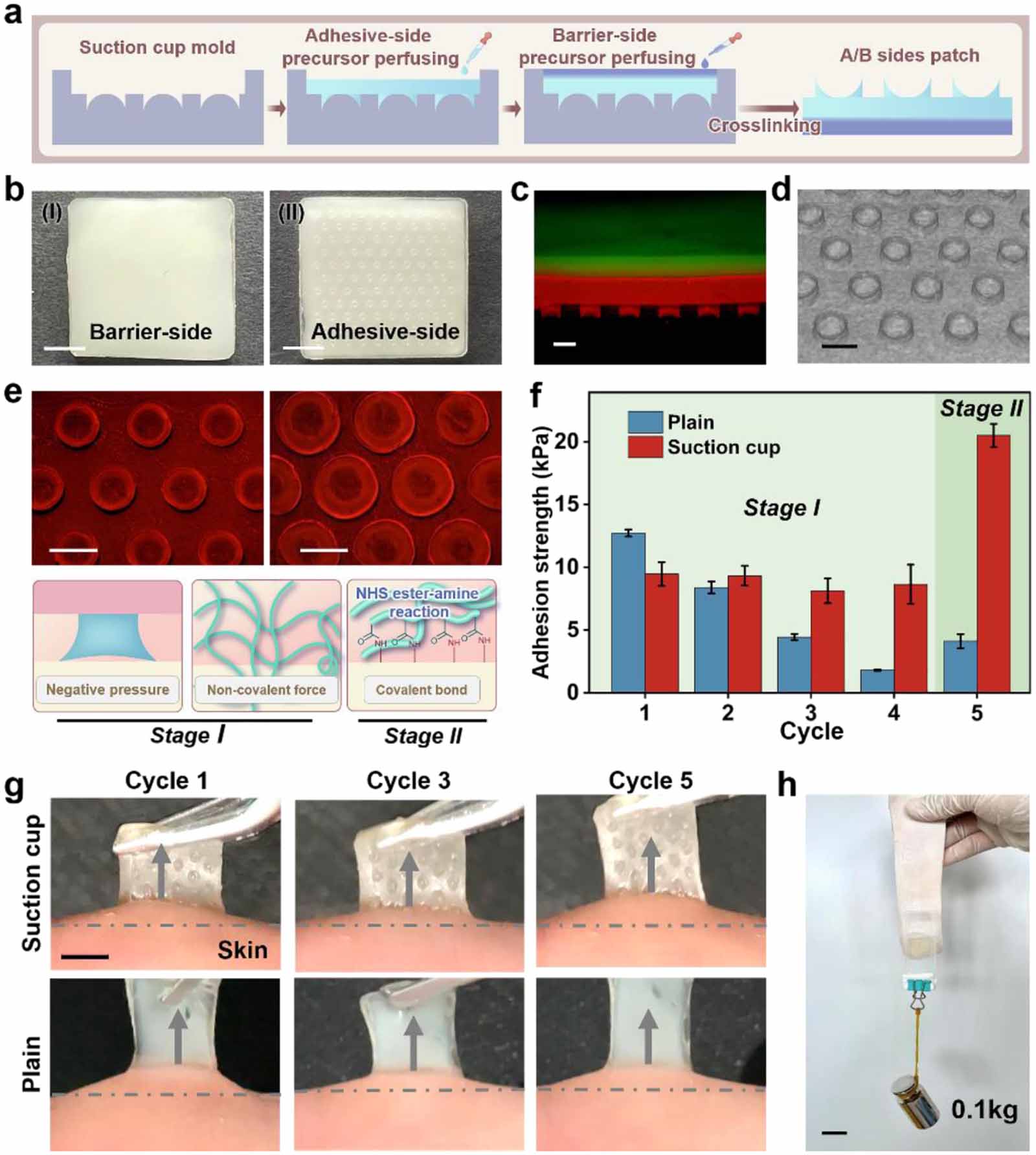 Bioinspired hydrogel patch with controllable adhesion for soft tissue ...