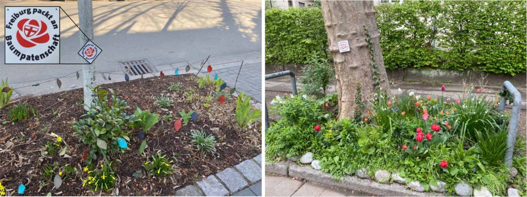 Social and environmental outcomes of urban street tree bed stewardship ...