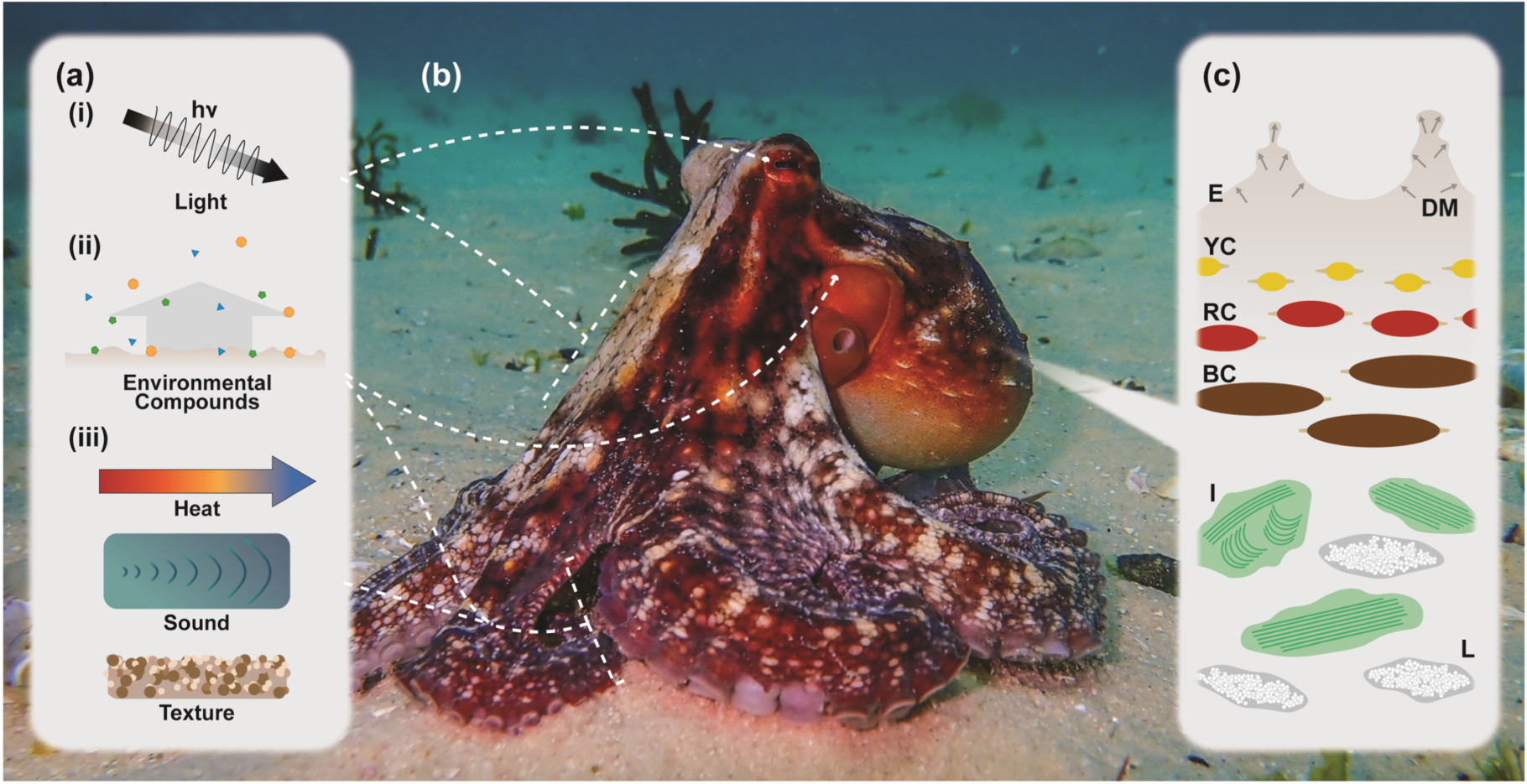 Cephalopods as a Natural Sensor-Display Feedback System Inspiring ...