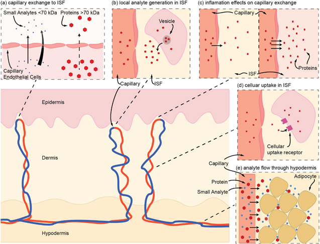 Perspective—The Feasibility of Continuous Protein Monitoring in ...