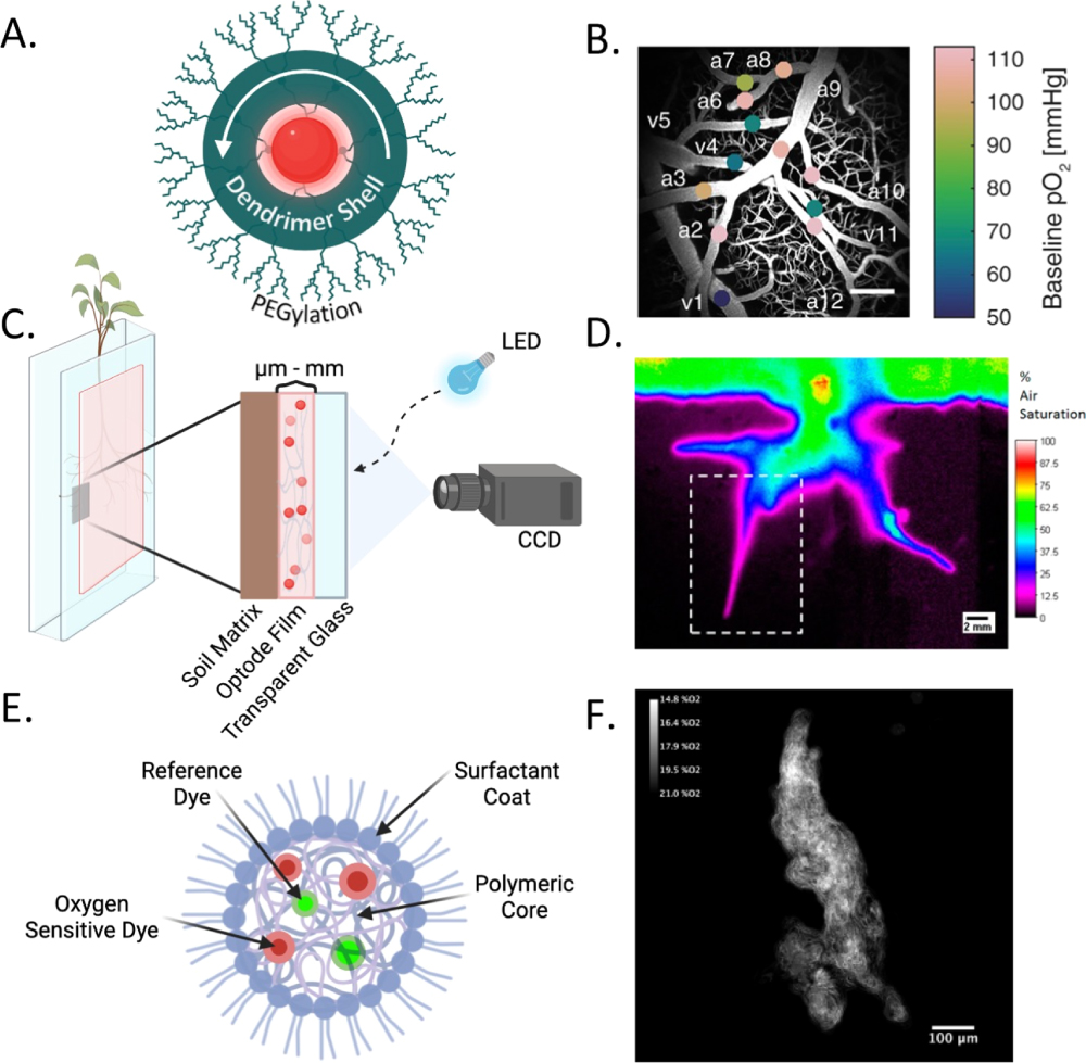 Editors’ Choice—Luminescent Oxygen Sensors: Valuable Tools for ...