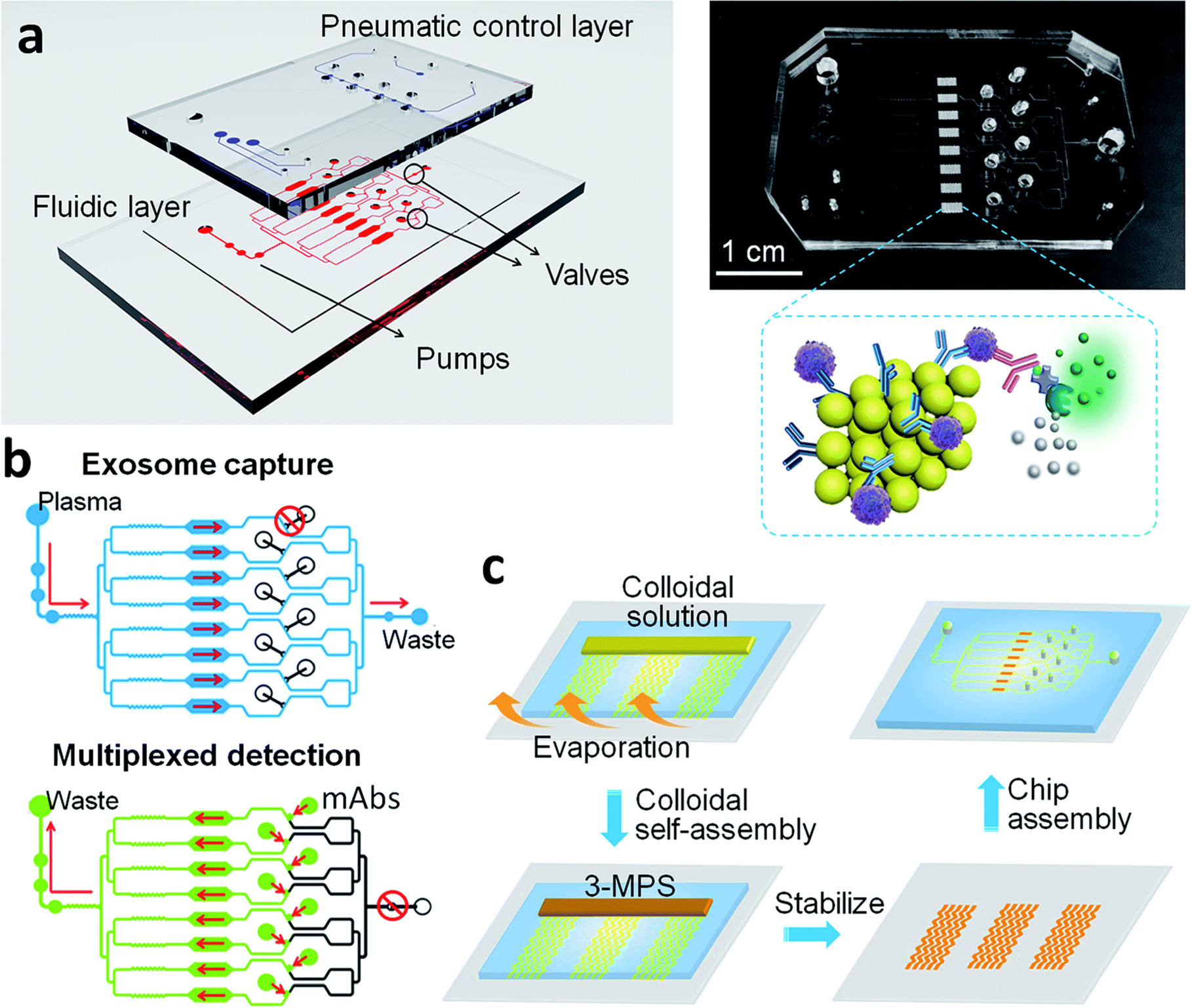 Review—Prospects in Cancer Diagnosis: Exosome-Chip for Liquid Biopsy ...