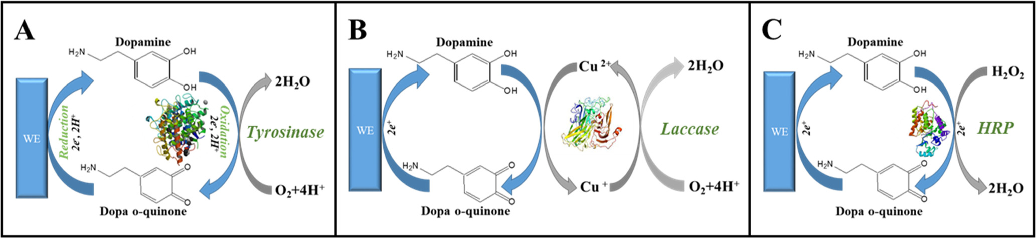 Review—Catalytic Electrochemical Biosensors for Dopamine: Design ...