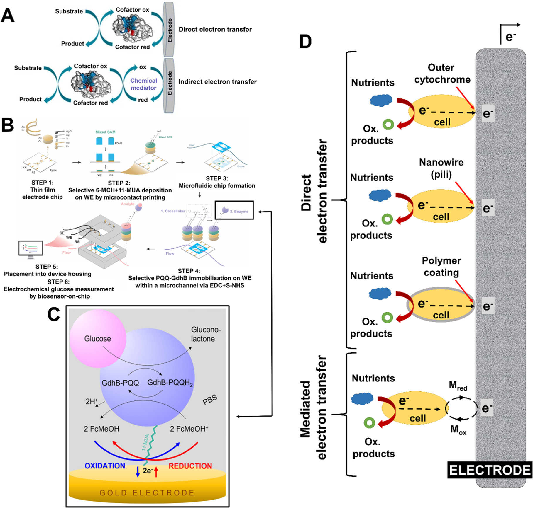 Perspective—Surface-display Techniques in Electrochemical Biosensor ...