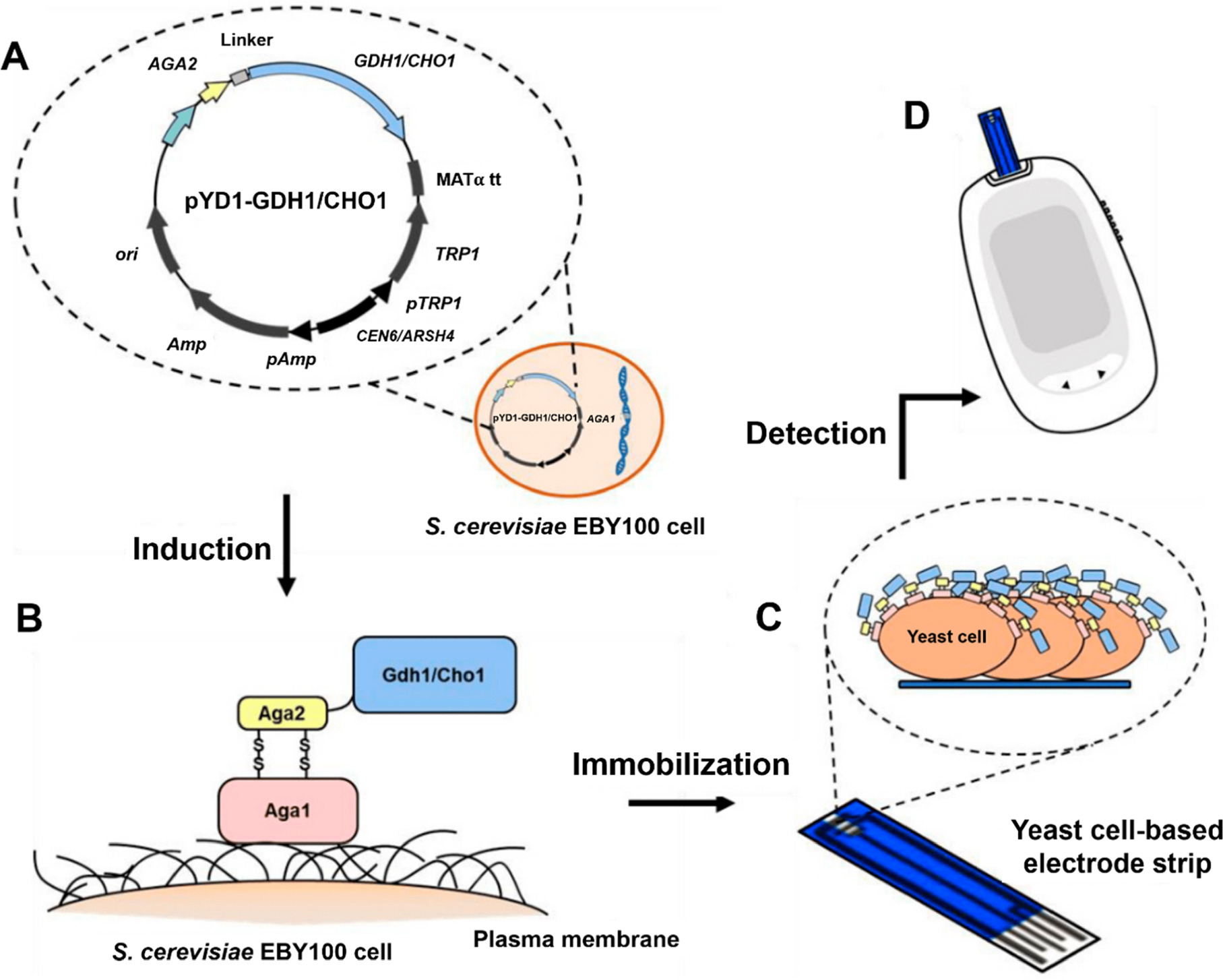 Perspective—Surface-display Techniques in Electrochemical Biosensor ...