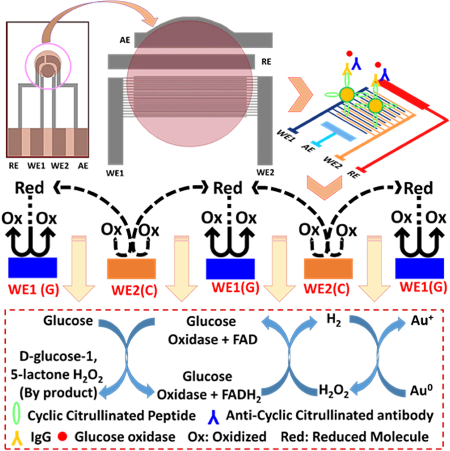Interdigitated Electrodes (IDEs)-Supported Biosensing for Efficient ...