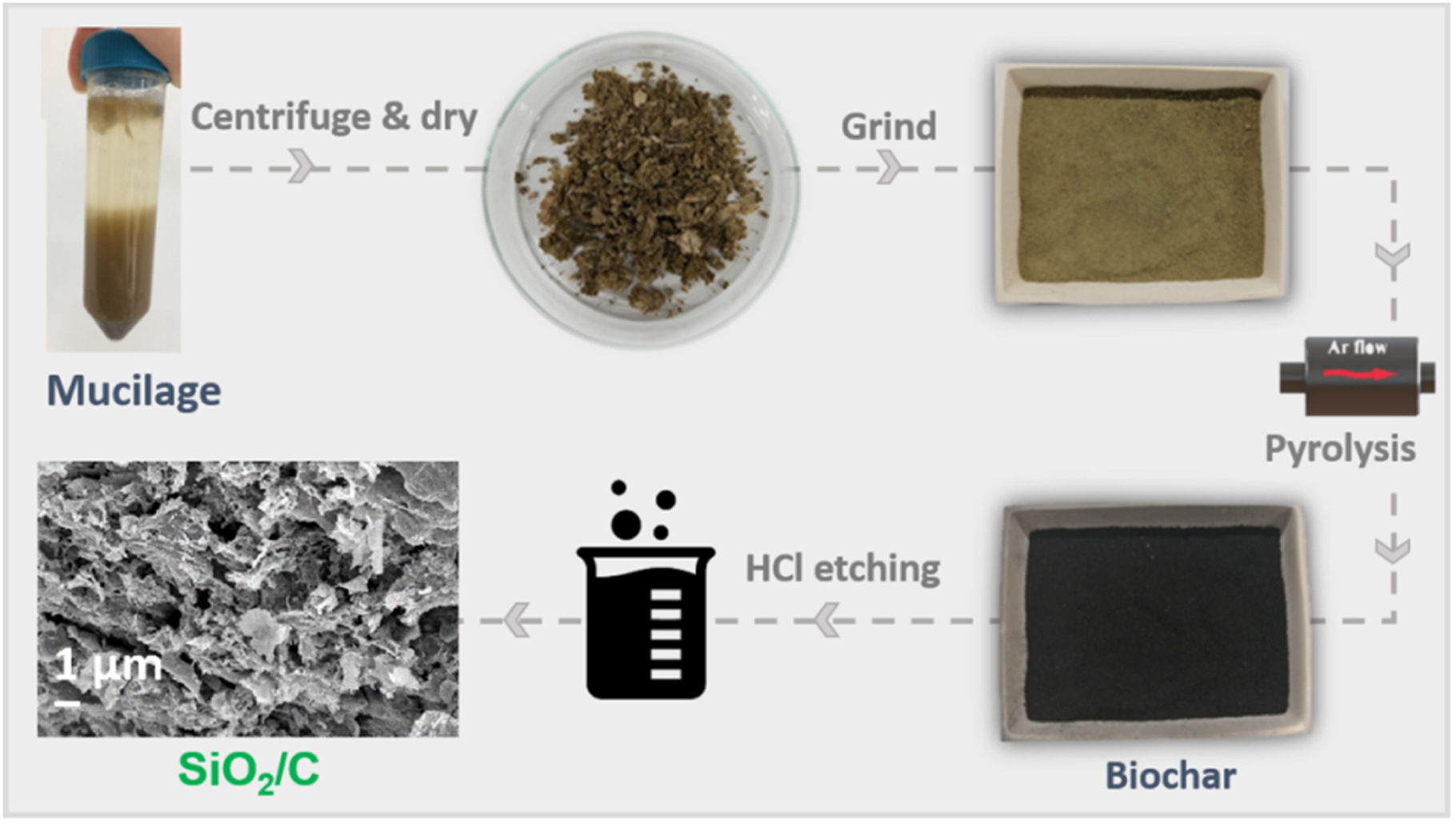 Self-Activated SiO2/C Nanocomposite from Silica-Rich Marine Mucilage ...