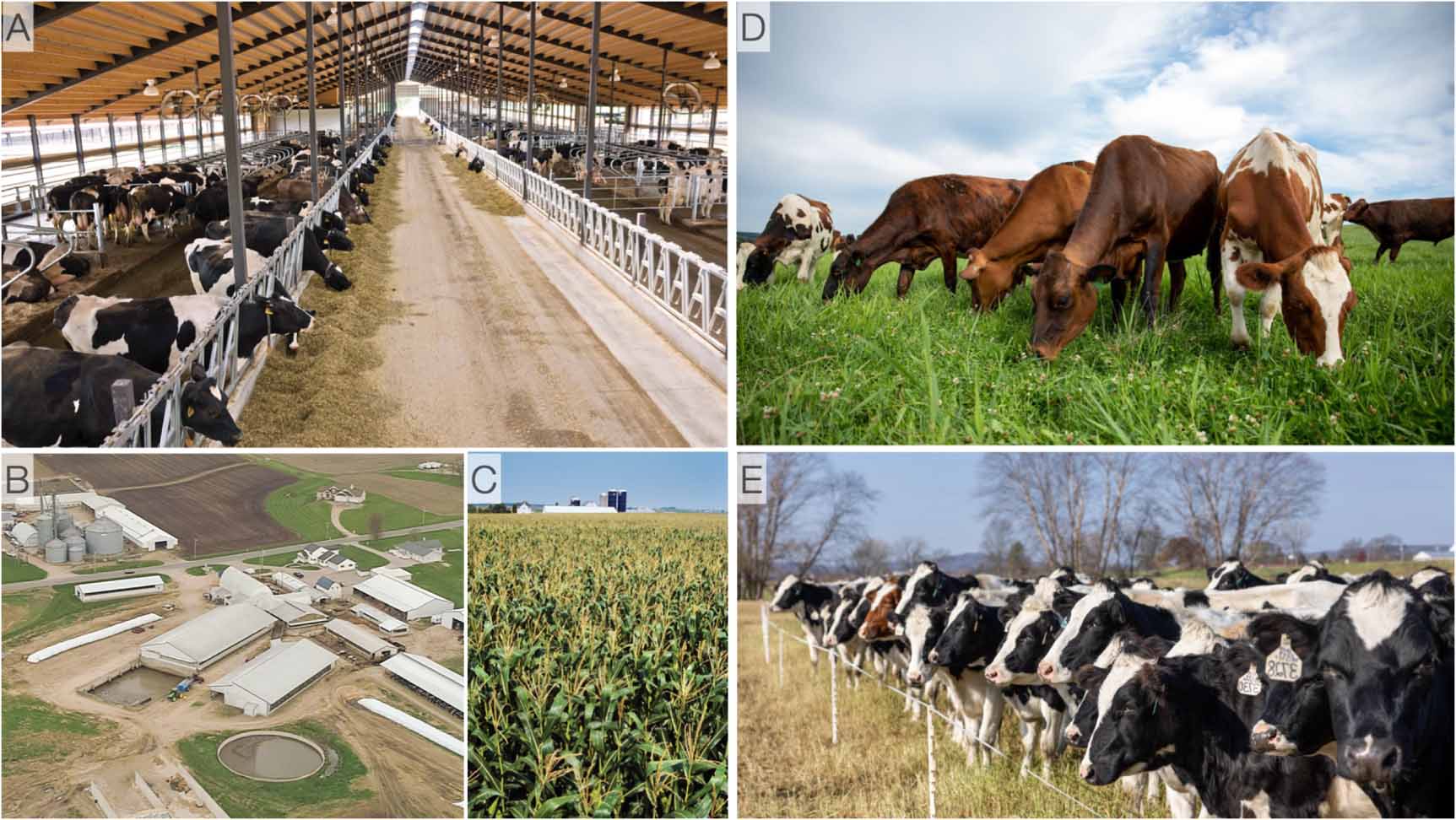 Agroecological innovation to scale livestock agriculture for positive ...